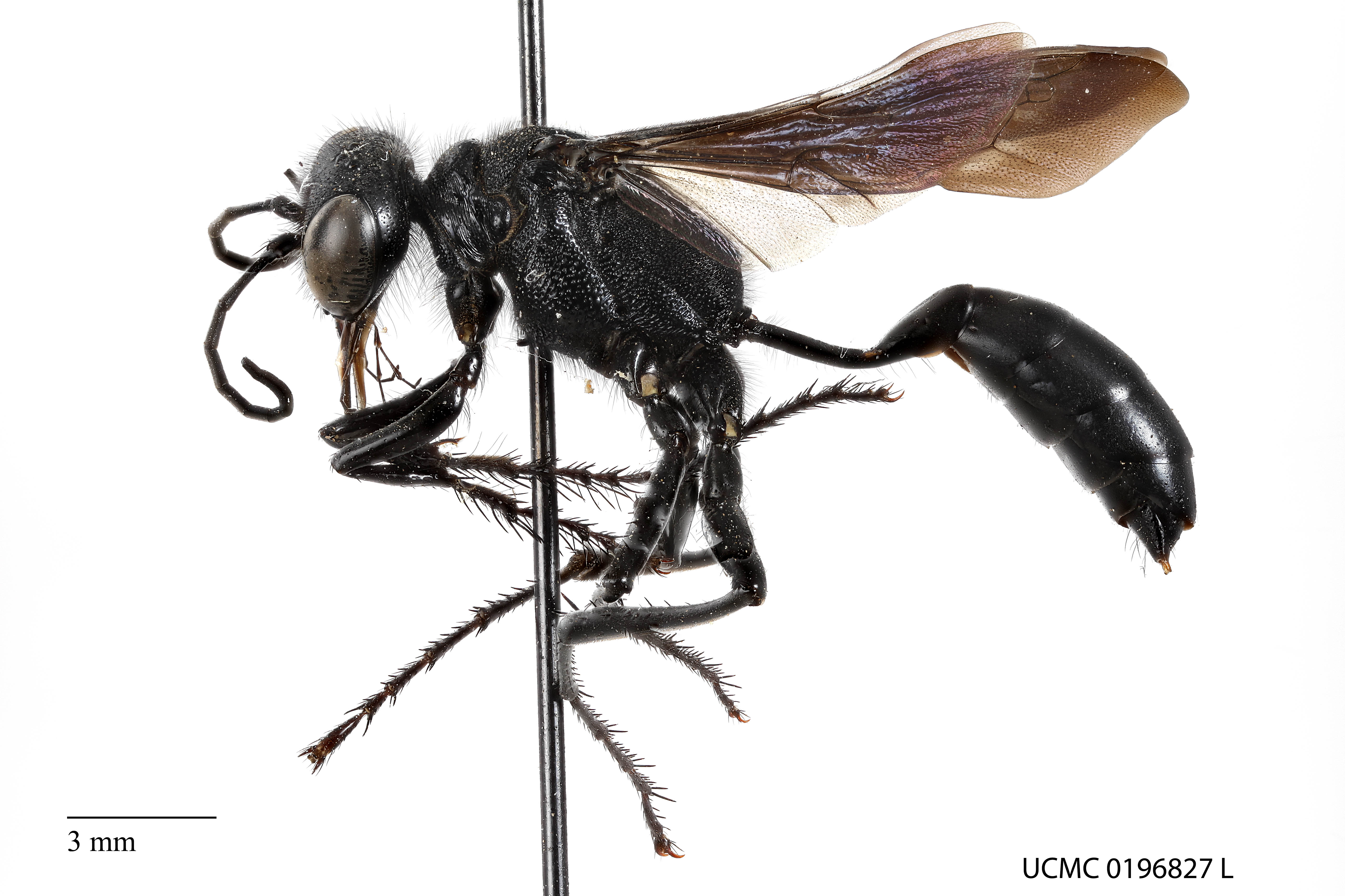 Dune wasp - Podalonia melaena - BugGuide.Net